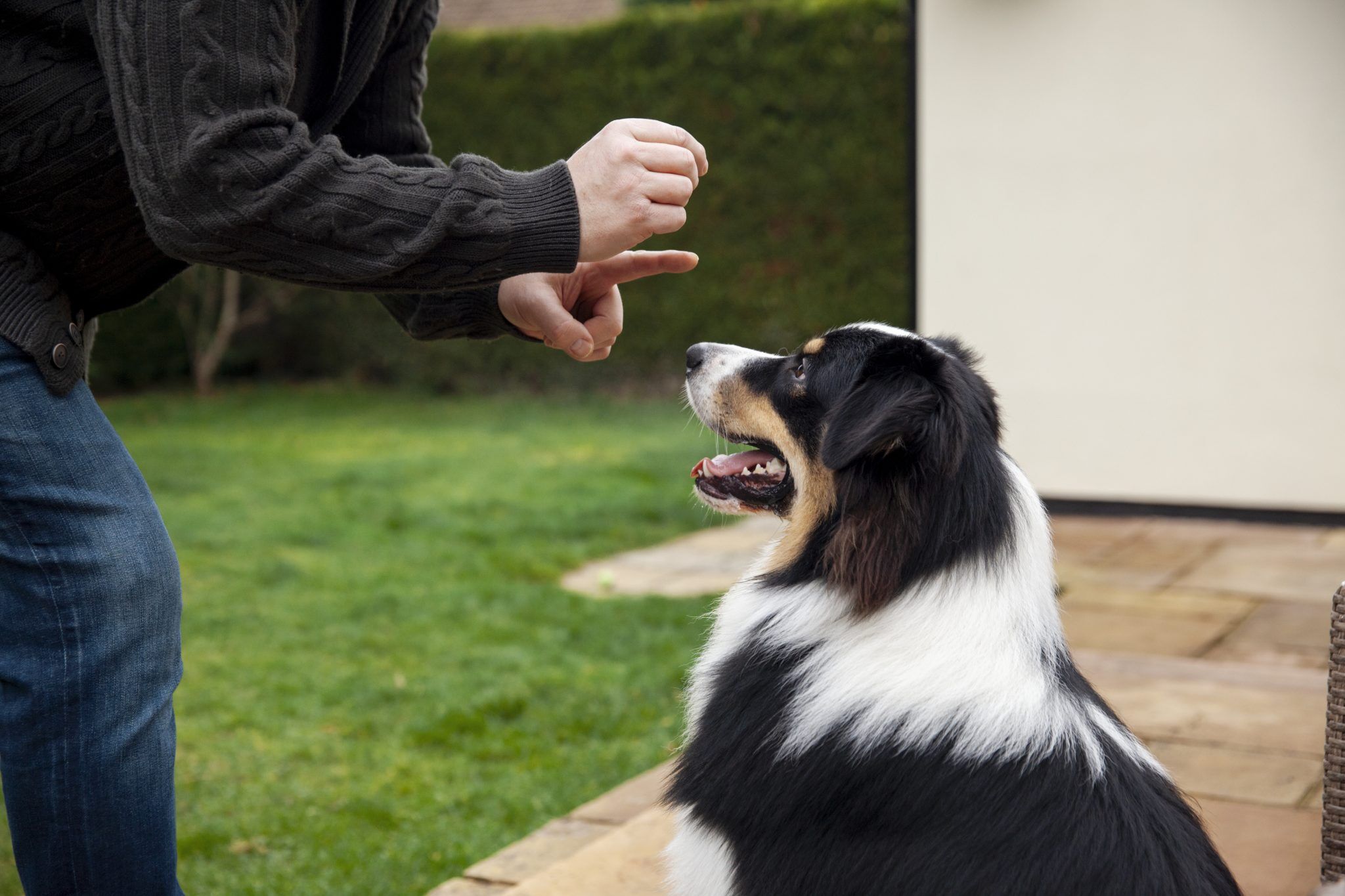 Essential Guide to Dog Bite Laws and Victim Rights in New York